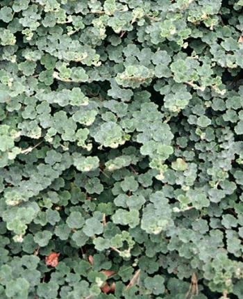 Rubus rolfei 'Emerald Carpet' | Rubus 'Formosan Carpet' | Rubus ...
