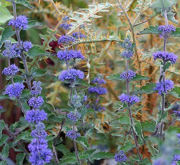 Caryopteris divaricata 'Blue Butterflies' | Blue Butterflies Bluebeard ...