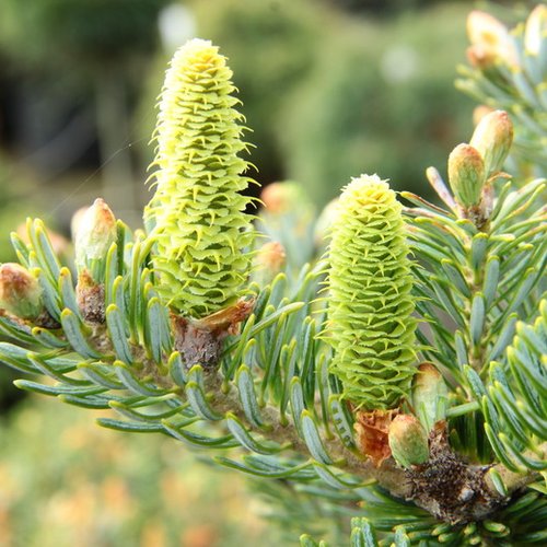 Conifer Kingdom - plant lust