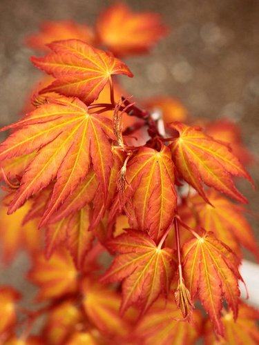 Acer palmatum 'Akane' | Akane Japanese Maple | plant lust