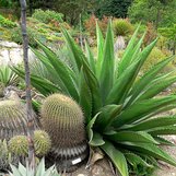 Agave gentryi | | plant lust