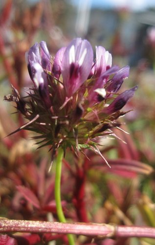 Trifolium willdenovii | Trifolium tridentatum | Tomcat Clover | plant lust