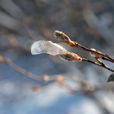 Amelanchier stolonifera | Running Serviceberry | plant lust