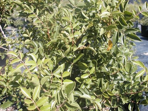 Rhus virens | Evergreen Sumac | Evergreen Sumac | Lentisco | plant lust