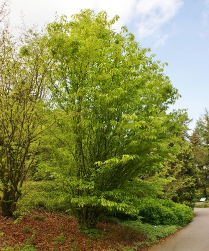 Acer carpinifolium | Hornbeam Maple | plant lust