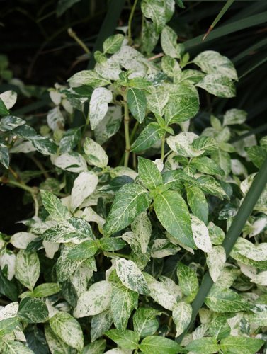 Justicia brandegeeana variegated | Justicia brandegeana 'Variegata ...
