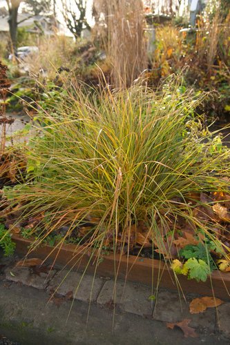 Anemanthele lessoniana | Stipa arundinacea | Stipa lessoniana | New ...