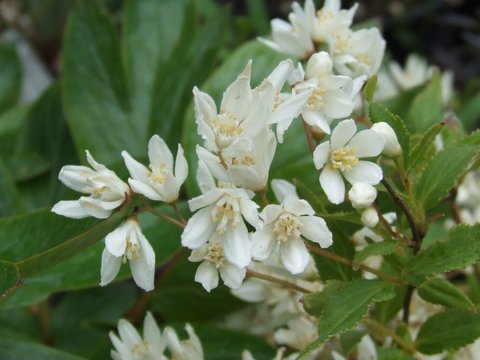 Deutzia gracilis 'Nikko' | Deutzia crenata 'Nakiana' | Deutzia crenata ...