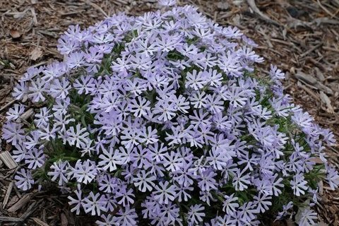 Phlox bifida 'Top Notch'| plant lust