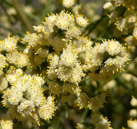 Baccharis articulata | Conyza articulata | Molina articulata | Pingraea ...