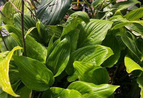 Hosta 'Invincible Spirit' | | plant lust