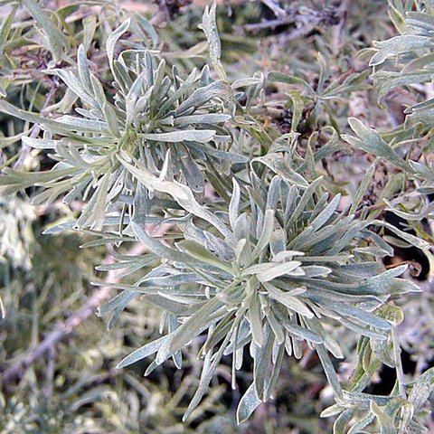 Artemisia cana | Silver Sagebrush | plant lust