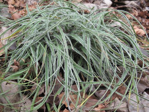 Luzula nivea | Snow Wood Rush | Snowy Woodrush | plant lust