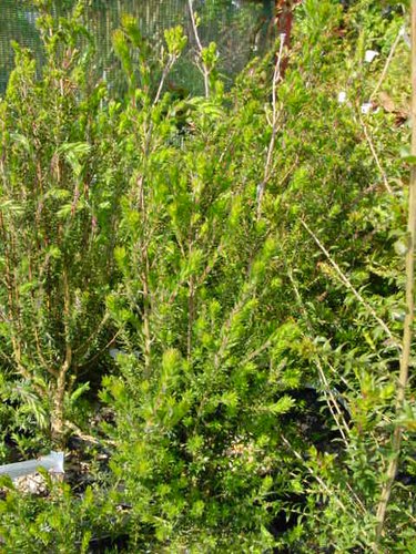 Melaleuca squamea | Swamp Honey-Myrtle | Swamp Melaleuca | plant lust