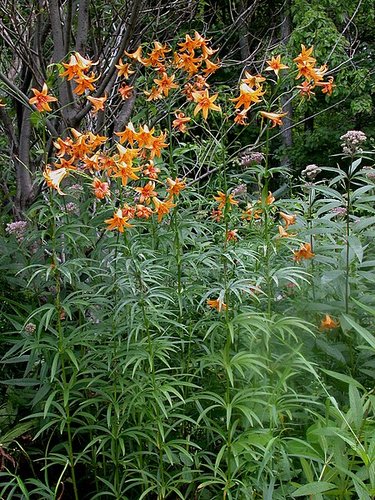 Lilium canadense | Canada Lily | Meadow Lily | Wild Yellow Lily | plant ...