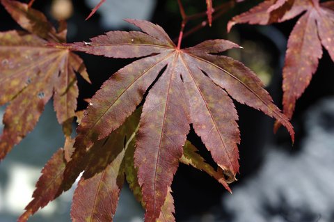 Acer palmatum 'Moonfire' | Japanese Maple | plant lust