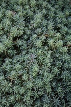 Sedum pallidum 'Sea Stars' | Sedum bithynicum 'Sea Stars' | Sea Stars ...