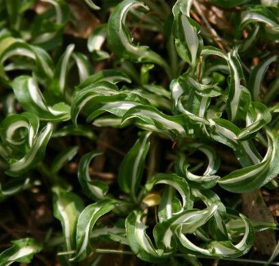 Hosta 'Manzo' | | plant lust