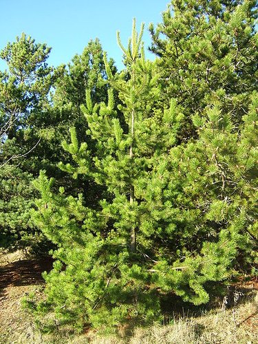 Pinus contorta | Pinus contorta var. contorta | Lodgepole Pine | Shore ...