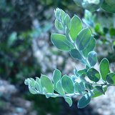 Acacia podalyriifolia | Pearl Acacia | plant lust