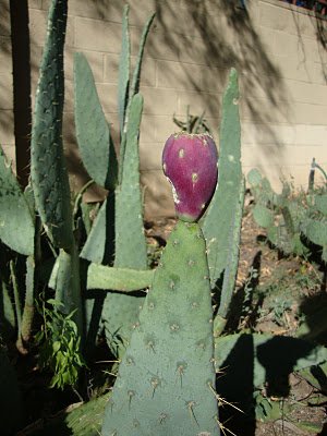 Opuntia engelmannii var. linguiformis | Opuntia linguiformis | Cow's ...