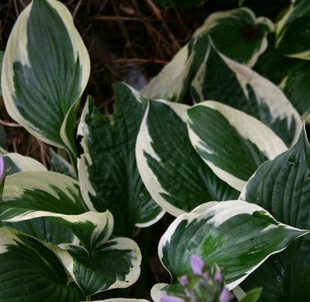 Hosta 'Minuteman' | Hosta 'Minute Man' | plant lust
