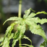Acer palmatum 'First Ghost' | First Ghost Japanese Maple | plant lust