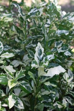Gardenia cornuta 'Variegata' | Gardenia cornuta variegata | Variegated ...