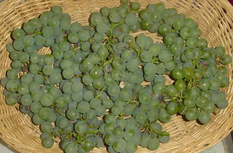 Niagara Grape | Vitis labrusca 'Niagra' | plant lust