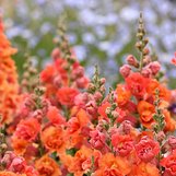 Antirrhinum majus 'Double Azalea Apricot' | Antirrhinum 'Double Azalea ...