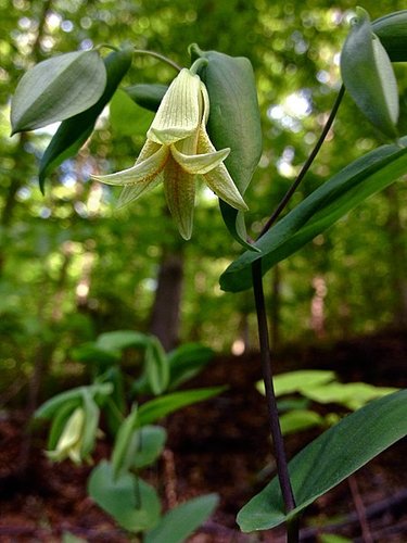 Uvularia perfoliata | Perfoliate Bellwort | plant lust