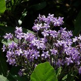 Wigandia urens | Wigandia caracasana | plant lust