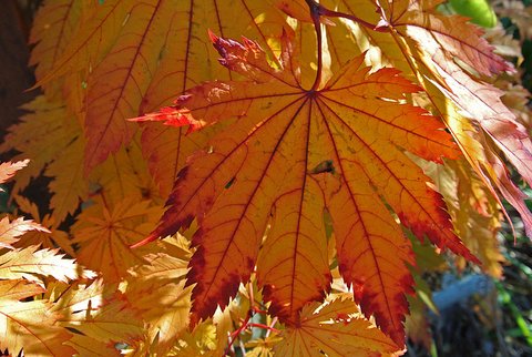 Acer japonicum 'Meigetsu' | Meigetsu Japanese Maple | plant lust