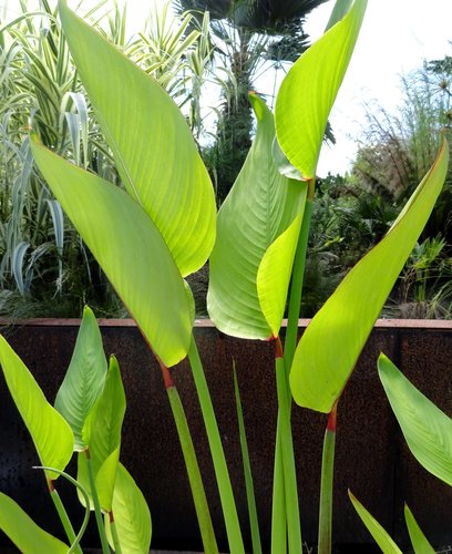 Thalia geniculata | Alligator Flag | Fire Flag | Red Stemmed Thalia ...