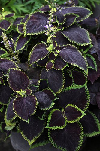 Coleus scutellarioides 'Giant Exhibition Magma' | Coleus 'Exhibition ...