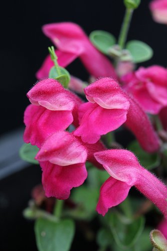 Scutellaria suffrutescens | Cherry Skullcap | plant lust