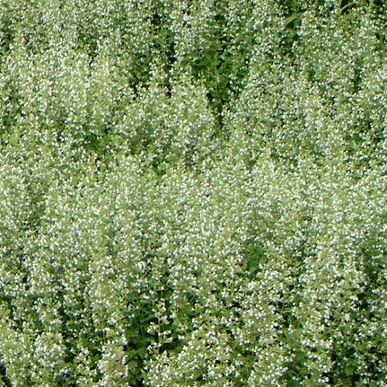 Calamintha nepeta 'White Cloud' | White Flowered Calamint | plant lust