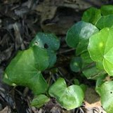 Farfugium japonicum 'Crested Leopard' | Spotted Crested Ligularia ...