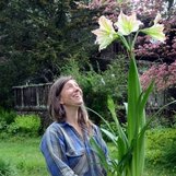 Sunshine Superstar Amaryllis | | plant lust