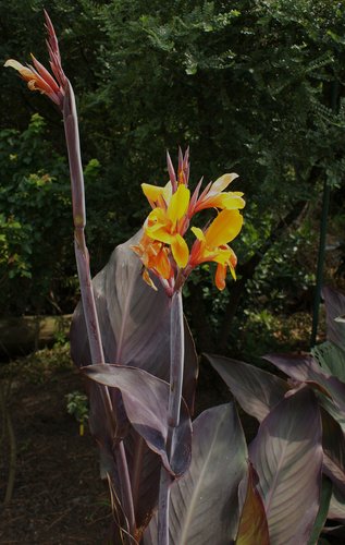 Canna 'Semaphore' | Canna 'Pacific Beauty' | Pacific Beauty Canna Lily ...