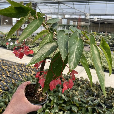Begonia Tamaya Pink Pergola | | plant lust