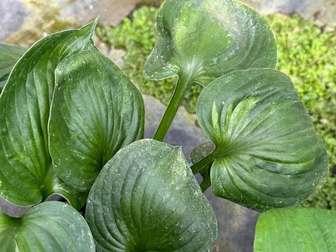 Hosta 'Midnight at the Oasis' | | plant lust