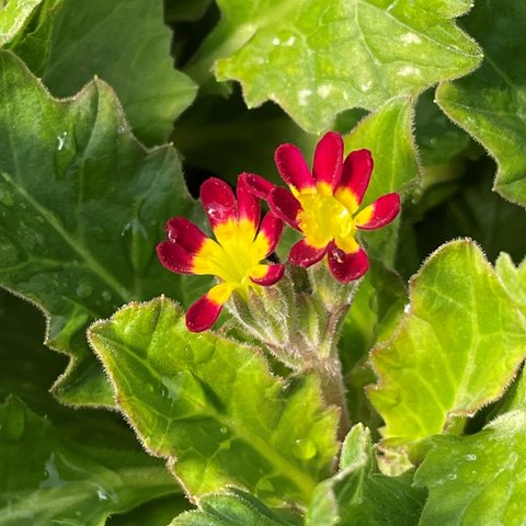 Primula vulgaris 'Oakleaf Magenta' | | plant lust