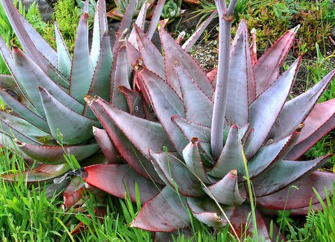 Aloe capitata var. quarziticola | | plant lust