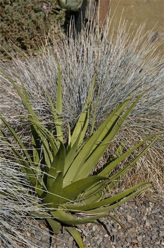 Agave bracteosa 'Calamar' | Solitary Candelabrum Agave | plant lust