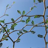 Sophora prostrata 'Little Baby' | | plant lust