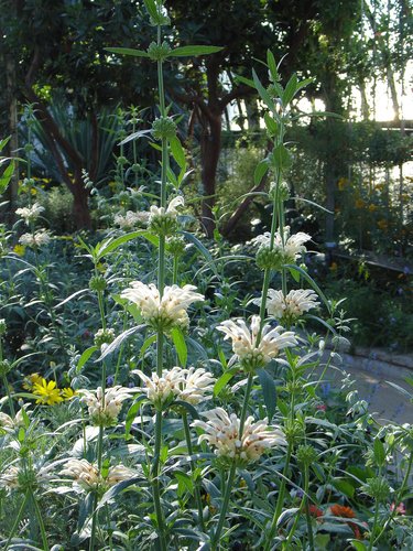 Leonotis leonurus [albus] | White Lion's Ear | plant lust