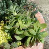Sedum makinoi 'Ogon' | Ogon Sedum | plant lust
