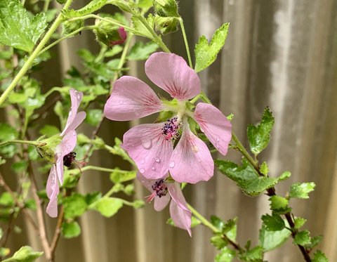 Anisodontea 'Tara's Wonder' | Cape Mallow | plant lust