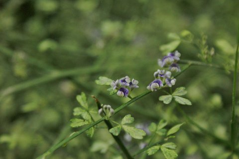 Carmichaelia australis | Carmichaelia arborea | New Zealand Broom ...